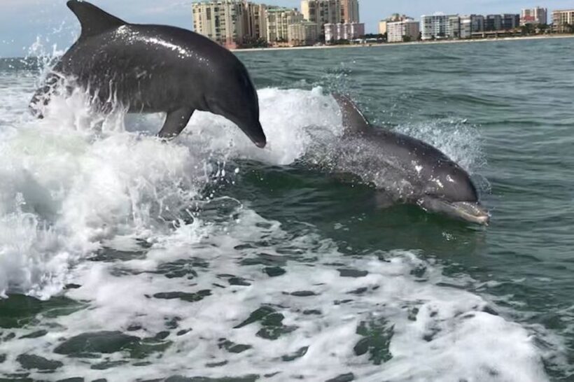 Best of Marco Dolphin Tour - The Views and Wildlife