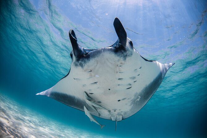 Best of Ningaloo Mantas and More - Key Points: