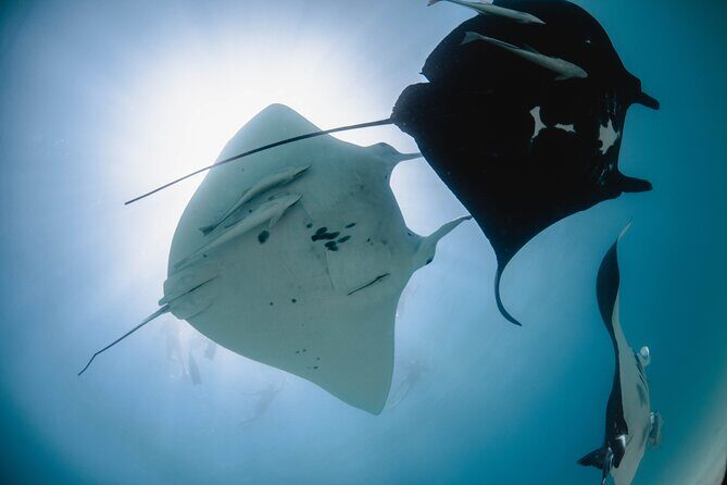 Best of Ningaloo Mantas and More - An In-Depth Look at the Tour Experience
