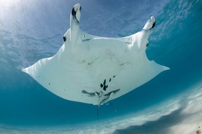 Best of Ningaloo Mantas and More - Who Will Love This Tour?