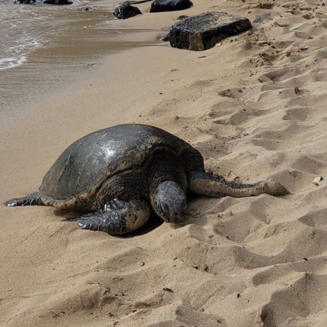 Best of Oahu in One Day - FAQ