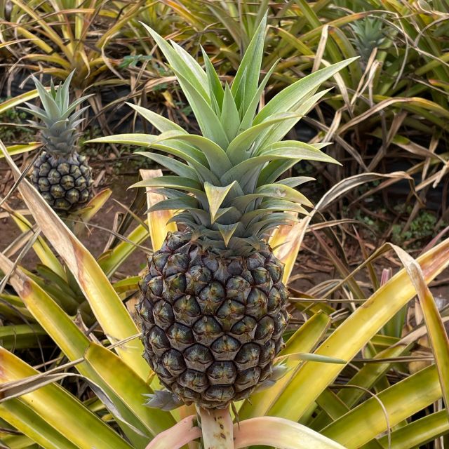 Best of Oahu in One Day - Who Should Book This Tour?