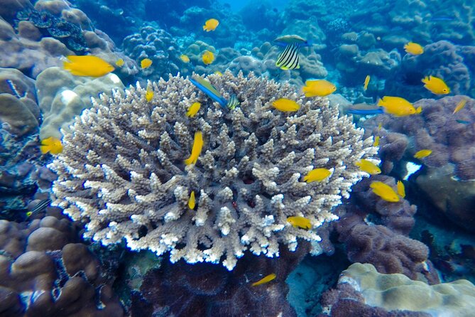 Best of Phi Phi Islands Snorkeling Tour from Phuket - Final Thoughts