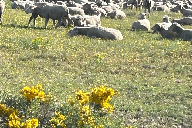 Best of Provence - Value and Pricing