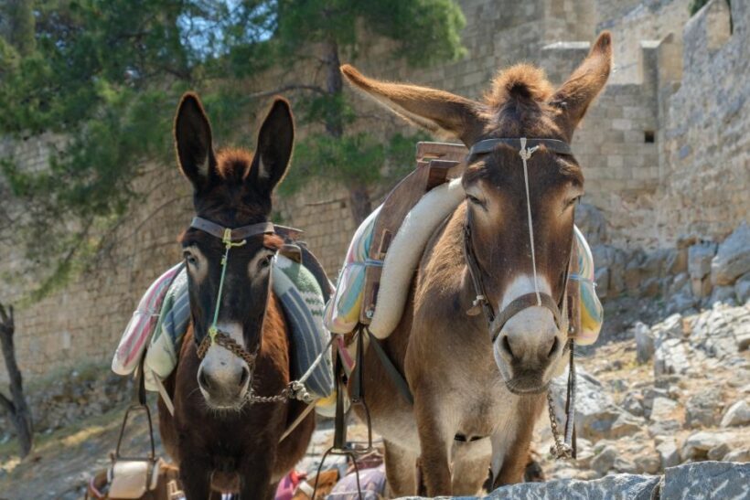 Best of Rhodes Tour including Lindos and Medieval City - Final Summary