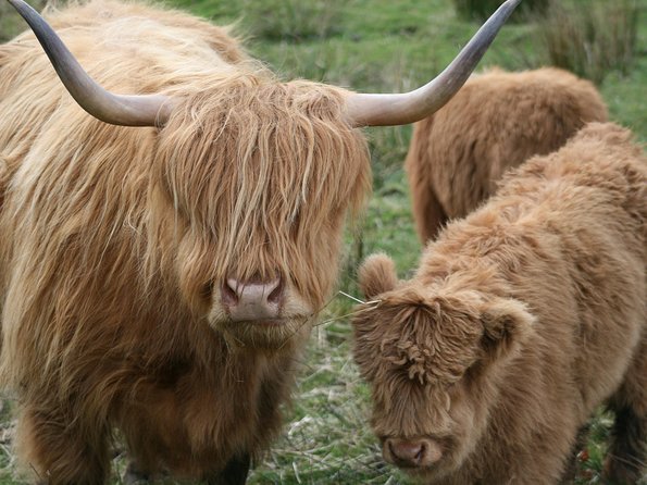 Best of Scotland in a Day Very Small Group Tour From Edinburgh - Exploring the Scottish Highlands