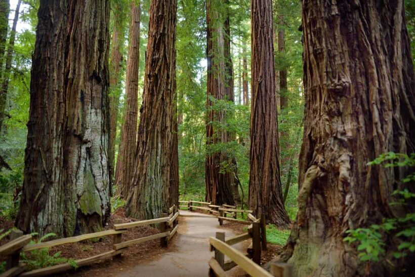 Best of SF: Wine Country, Redwoods, and Hop-on Hop-off Tour - Key Points