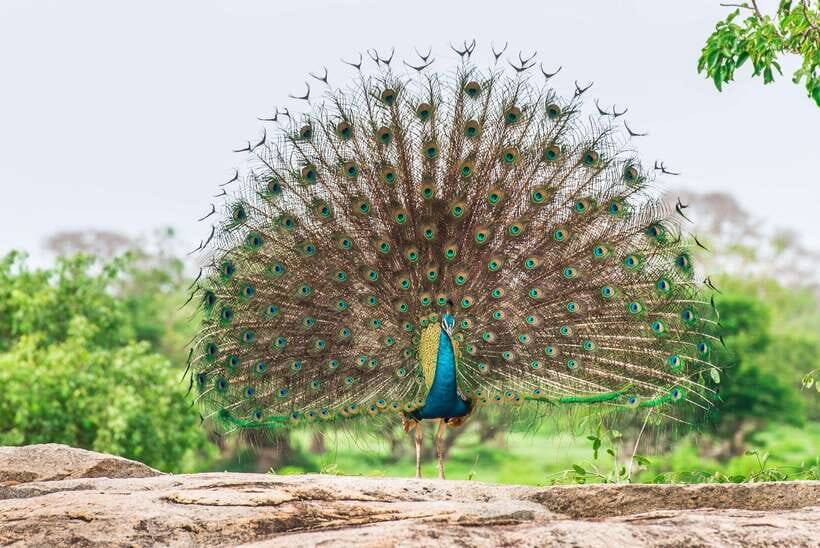 Best of Sri Lanka  10 Day Private Tour - Day 8- Coastal Conservation & Beach Time