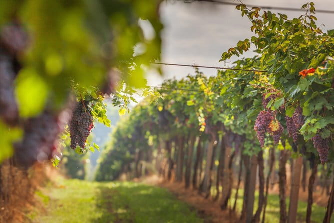 Best of Tuscany Private Tour: Siena, San Gimignano, Monteriggioni - Transportation & Timing: Comfort and Convenience