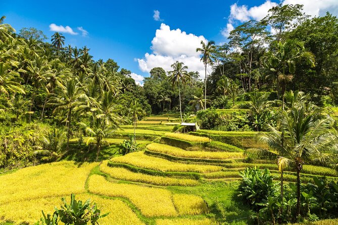Best of Ubud 1-Day Private Tour - What’s Included and What’s Not?