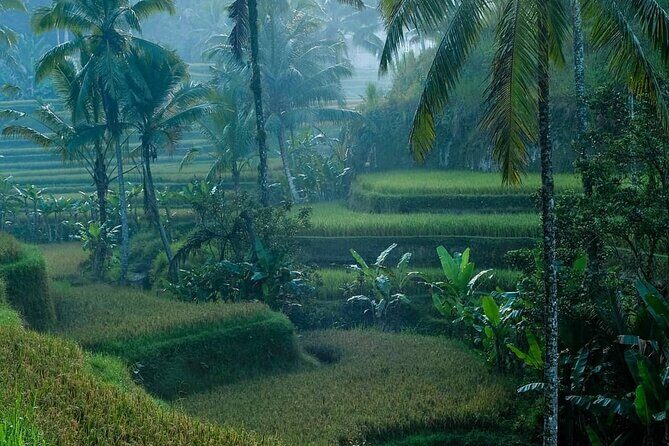 Best of Ubud: Private All-Inclusive Tour with Jungle Swing - The Practical Side: Transportation, Timing, and Comfort