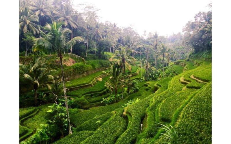 Best of Ubud - Private Guided Full-Day Tour, Ubud, Bali - Authentic Experiences and Guide Quality