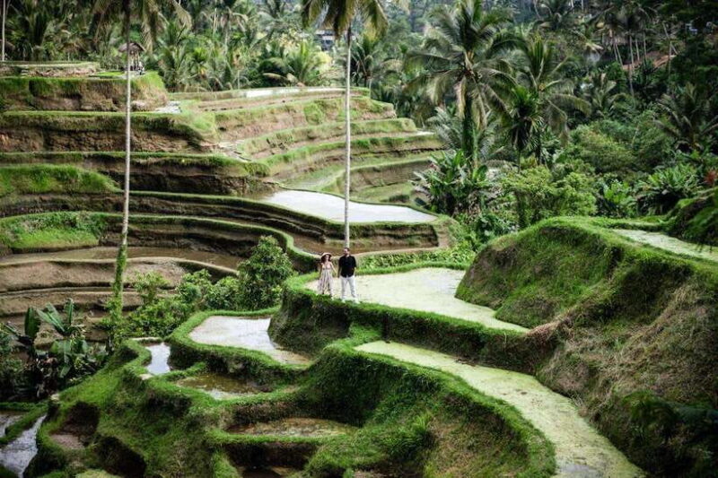 Best Of Ubud Purification Rice Terrace and Waterfall - Key Points