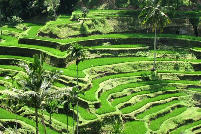 Best Of Ubud Tours - Discovering Ubud: An In-Depth Look at the Best of Bali’s Cultural Heart