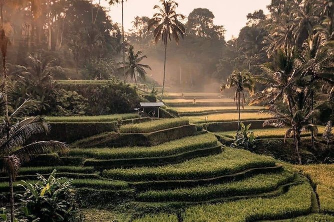 Best of Ubud Waterfalls, Tegalalang Rice Terrace and Swing Tour - What Travelers Love About the Tour