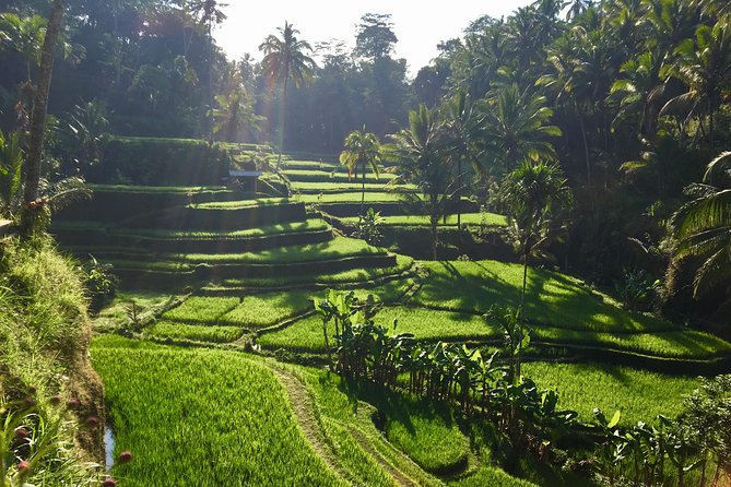 Best of Ubud Waterfalls, Tegalalang Rice Terrace and Swing Tour - The Practicalities and What to Expect