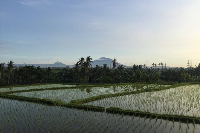 Best of Ubud with Cooking Class Experience - Key Points