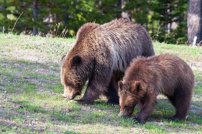 Best Of Yellowstone Full Day Nat'l Park Tour From Gardiner - Who Is This Tour Best For?