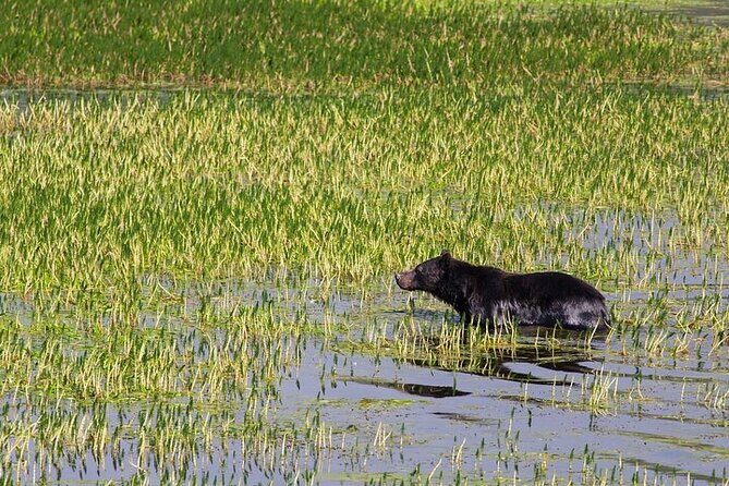 Best of Yellowstone Nat'l Park from W Yellowstone - Private Tour - The Sum Up