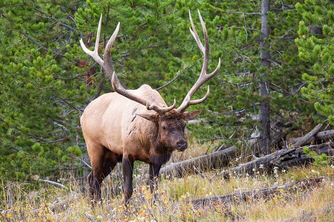 Best of Yellowstone Nat'l Park Tour from Paradise Valley - A Deep Dive into the Yellowstone Safari Experience