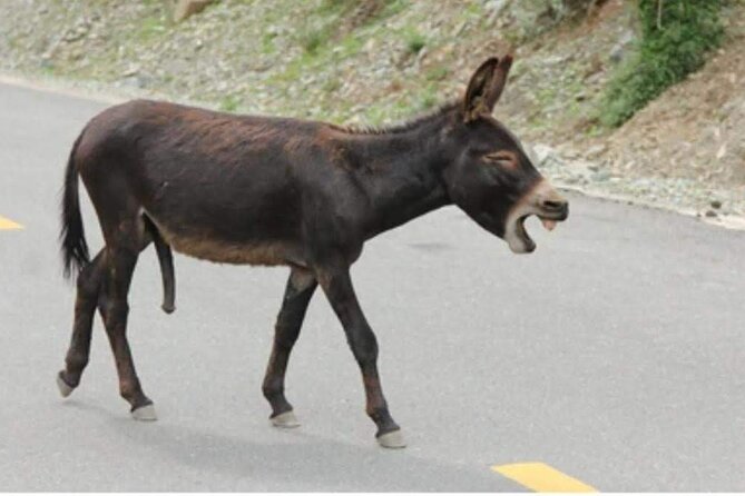 Best Private Local Tour Guided in Mykonos - 4 Hours! - Meeting and Pickup