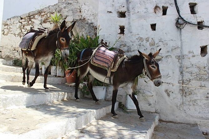 Best Rhodes Tour With Wine Tasting Experience From Cruise Port - Navigating the Tours Logistics and Pickup