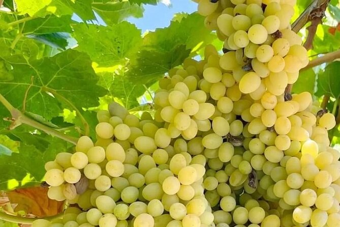 Best Rhodes Tour With Wine Tasting Experience From Cruise Port - The Sum Up