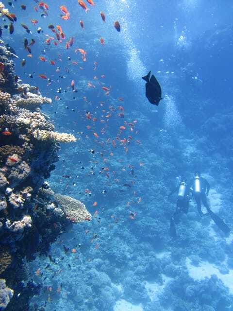 Best site for Course Diving in Amed - FAQs