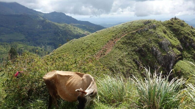 Best Sri Lanka Travel Guide: Top Attractions Discover - Why This Tour Offers Good Value