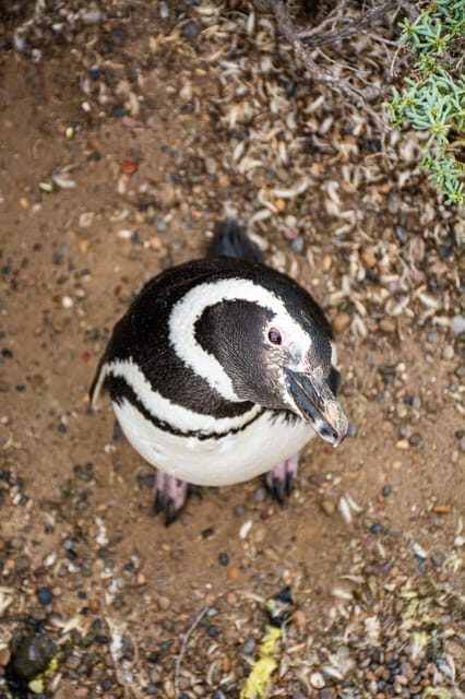 Best Tour to Peninsula Valdes - An In-Depth Look at the Experience