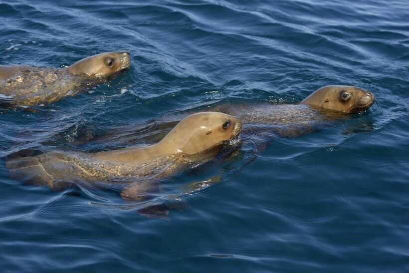 Best Tour to Peninsula Valdes - Who Should Consider This Tour?