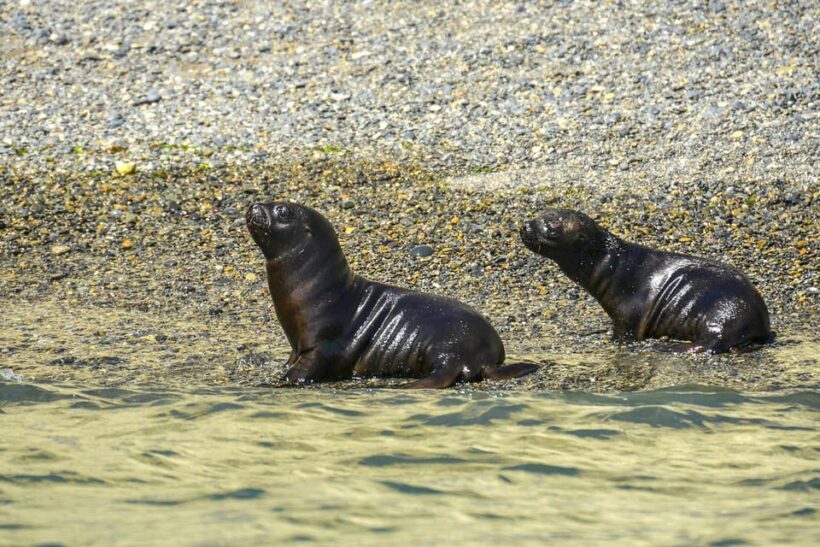 Best Tour to Peninsula Valdes - Final Thoughts