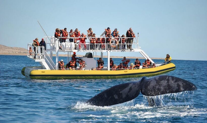 Best Tour to Peninsula Valdes - Key Points