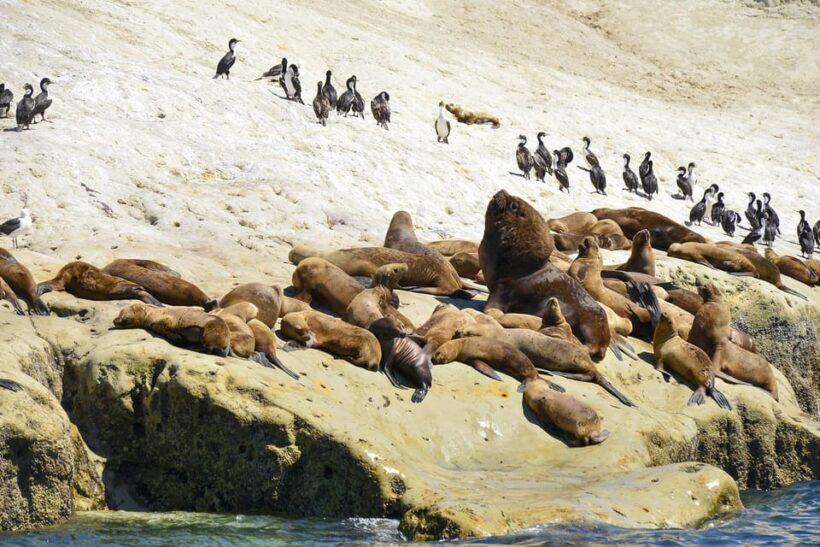 Best Tour to Peninsula Valdes - Who Would Enjoy This Tour