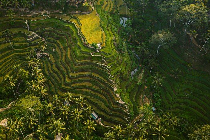 Best Ubud Highlights - Private Day Tour - Detailed Breakdown of the Itinerary