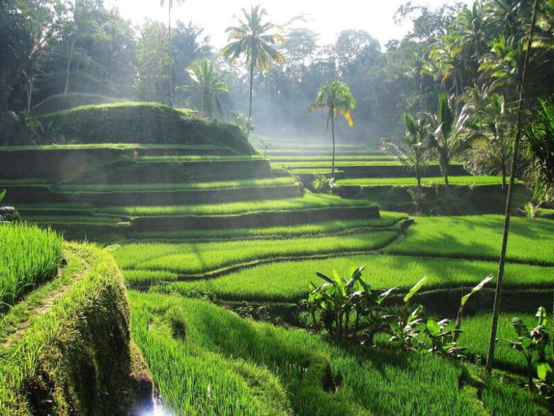 Best Ubud Rice Terrace, Waterfall, Temple Private Transfers - Practical Details and What You Need to Know