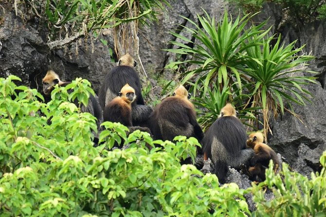 BEST UNIQUE 3-Day Halong Bay Cruise, Lan Ha & Cat Ba Island - The Downsides: Boat and Pace