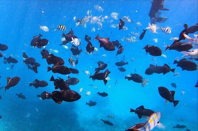 Best Waikiki Snorkel Tour: Guaranteed Turtles at Turtle Canyon - An Honest Look at the Waikiki Snorkel Experience