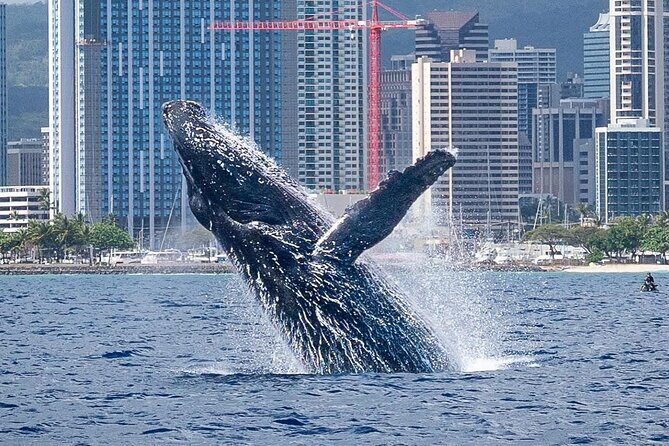 Best Waikiki Whale Watching in Honolulu: Whales Guaranteed - What You Can Expect on This Waikiki Whale Watching Tour