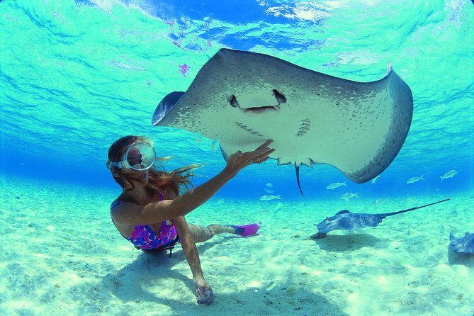 Best Way to Interact with Ocean Wildlife with Lunch. 6H - The Experience: Why Travelers Love It