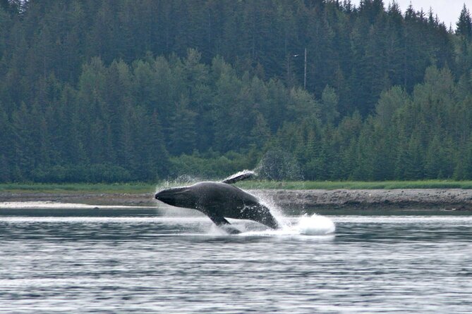 Best Whale Watching and Wildlife Shore Excursion in Sitka - Tour Inclusions and Amenities
