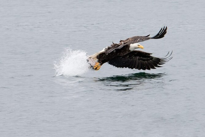 Best Whale Watching and Wildlife Shore Excursion in Sitka - Wildlife Sightings and Scenic Highlights