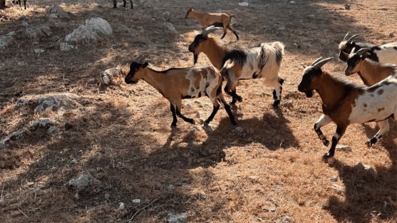 Between sea and hills: in the footsteps of Allauch, Aix, Marseille - Final Thoughts