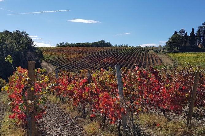 Bevagna E-Bike & Wine Tour - The Importance of Professional Cycling Guidance