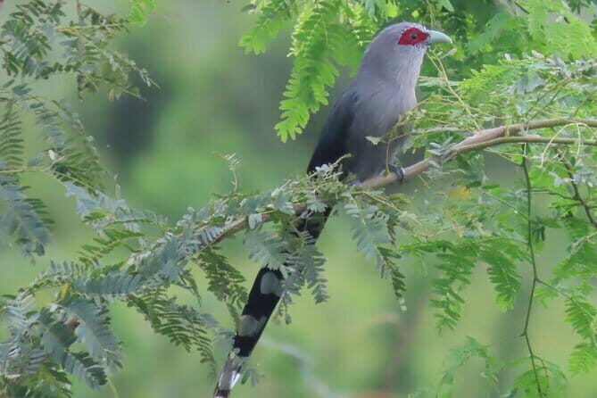Beyond The Oudong Temple and Birdwatching in Phnom Penh - Key Points