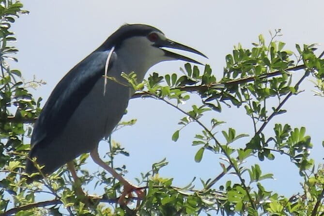 Beyond The Oudong Temple and Birdwatching in Phnom Penh - An In-Depth Look at the Tour