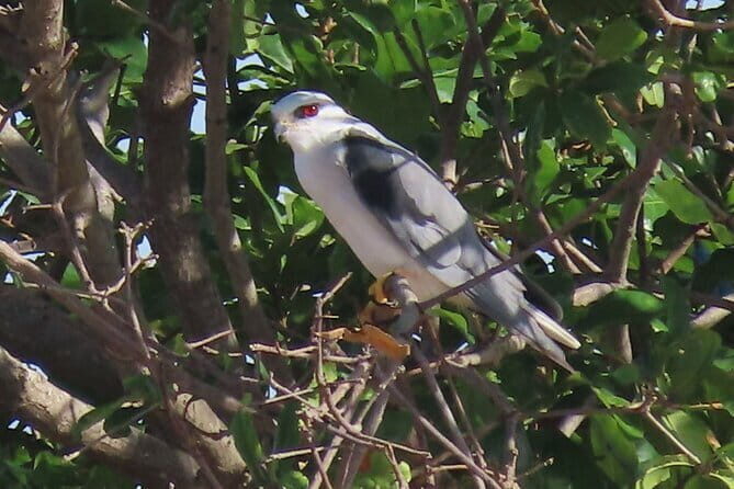 Beyond The Oudong Temple and Birdwatching in Phnom Penh - Final Thoughts