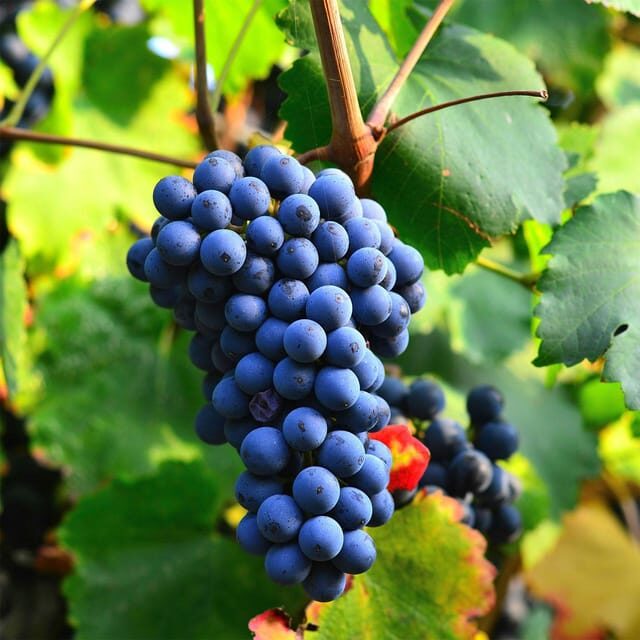 Béziers : Explore the Faugères Vineyards with a Picnic - Who Will Love This Tour?