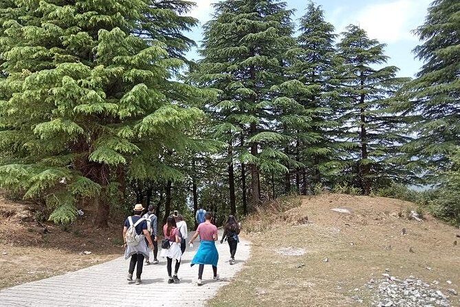 Bhadraj Forest Trek - An In-Depth Look at the Bhadraj Forest Trek