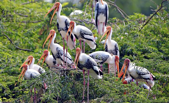 Bharatpur Bird watching & Wildlife from Delhi - Key Points